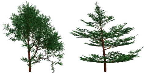 Branch Object and Root Object