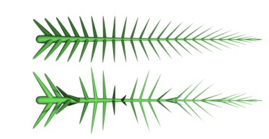 Branch Object and Root Object